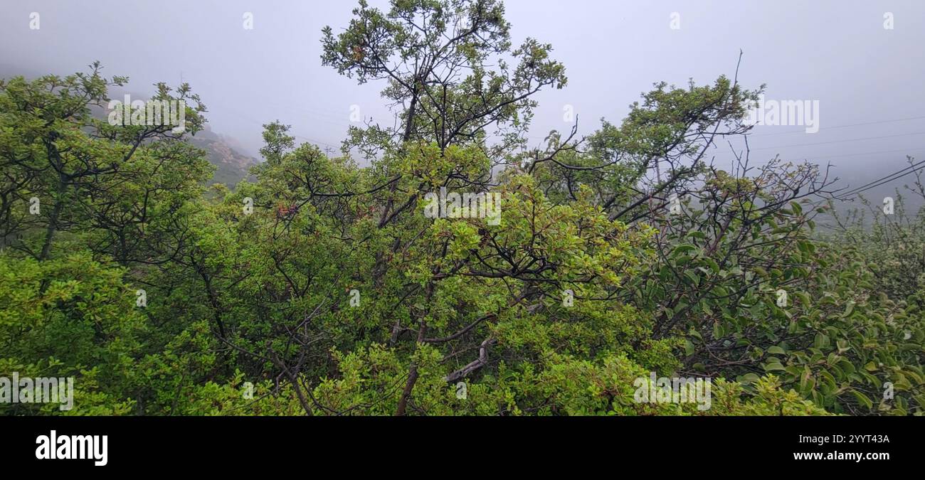 California scrub oak (Quercus berberidifolia Stock Photo - Alamy