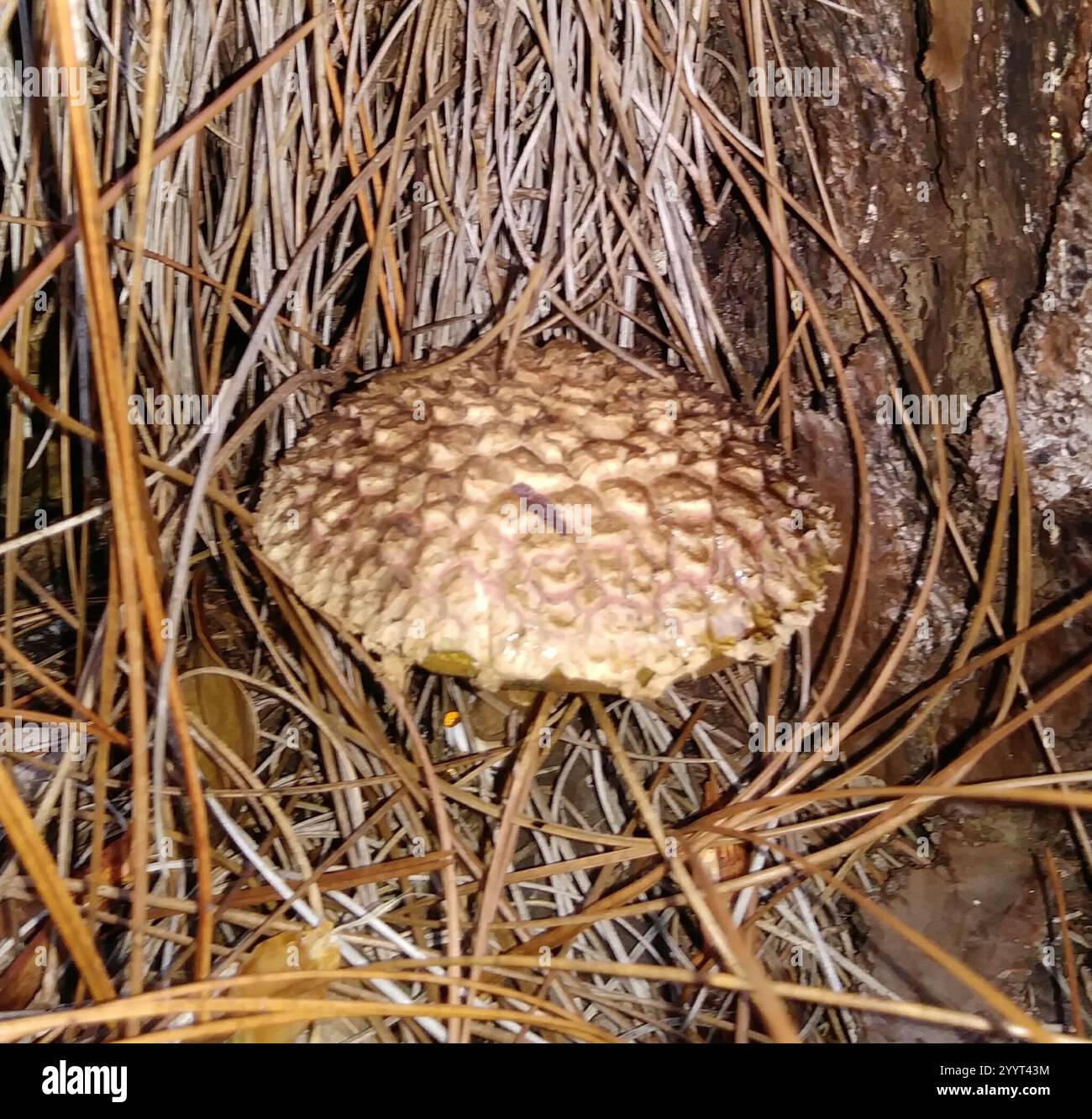 Pineapple Bolete (Boletellus ananas Stock Photo - Alamy