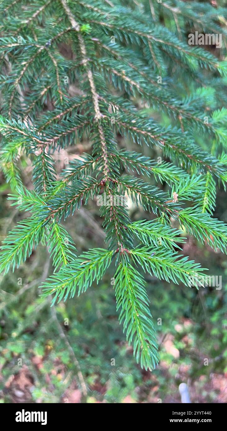 red spruce (Picea rubens Stock Photo - Alamy