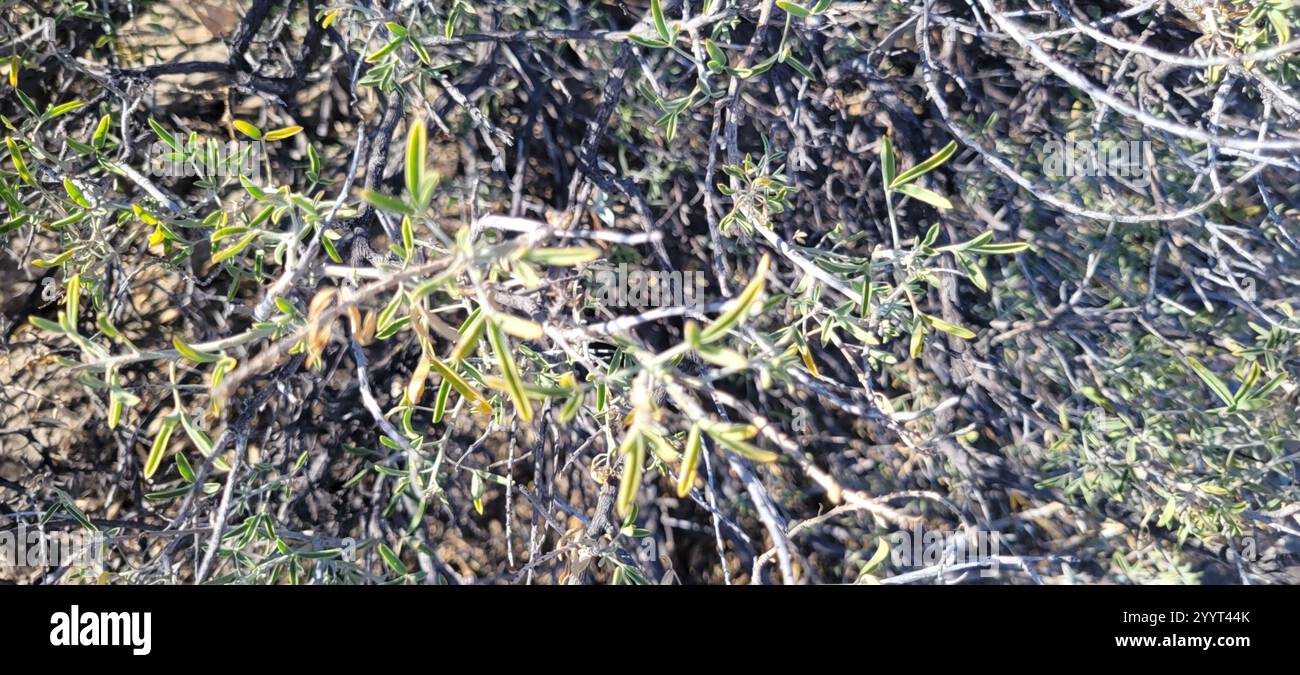 Bladderpod (Cleomella arborea Stock Photo - Alamy