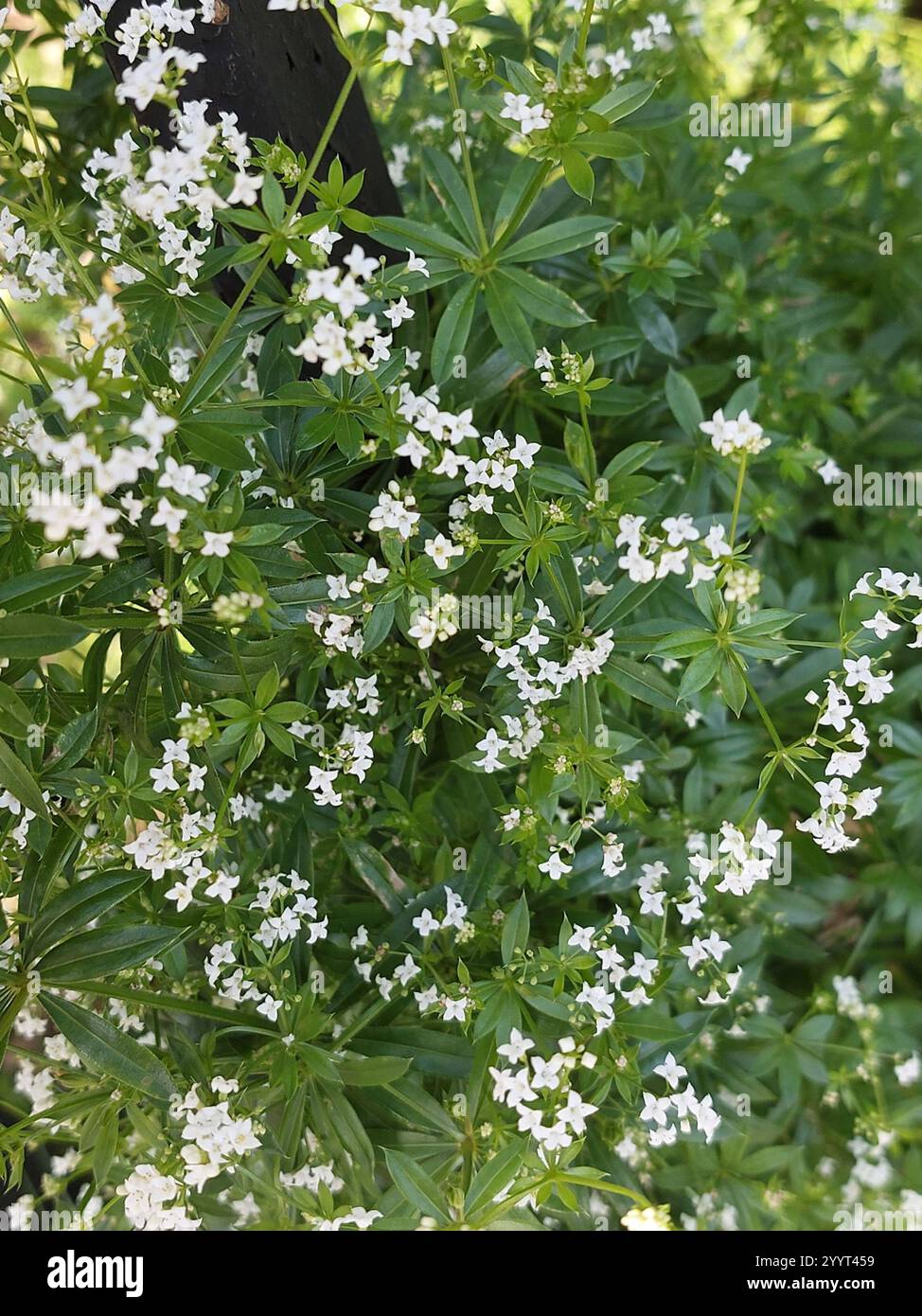 River Bedstraw (Galium rivale Stock Photo - Alamy