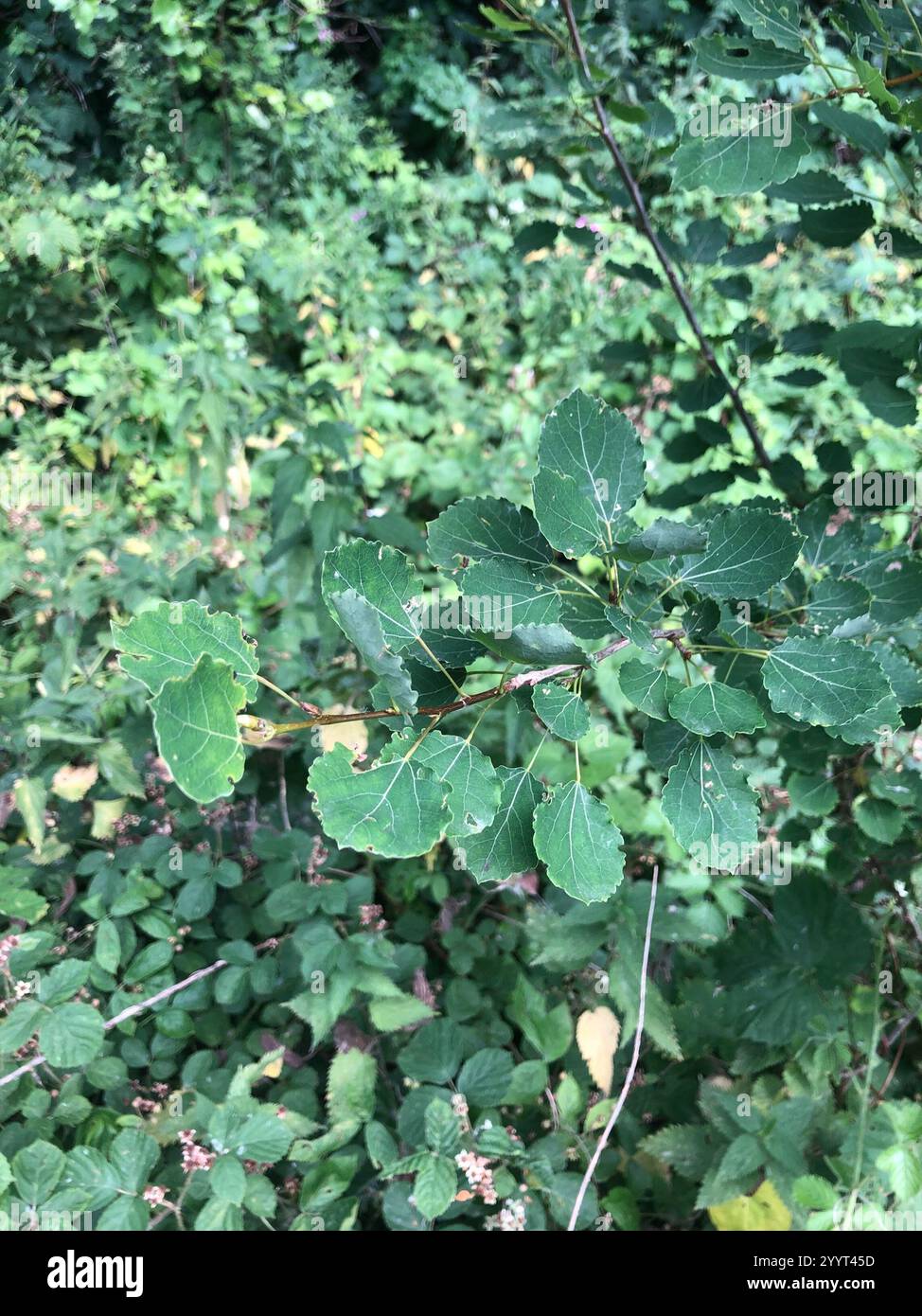 European aspen (Populus tremula Stock Photo - Alamy