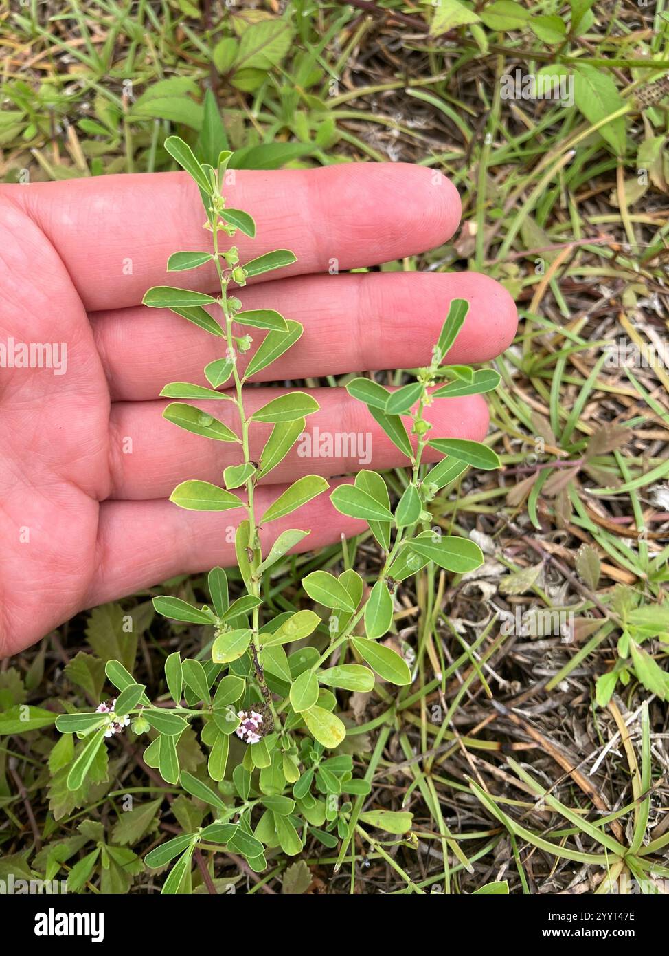 Smartweed Leafflower (Phyllanthus polygonoides Stock Photo - Alamy
