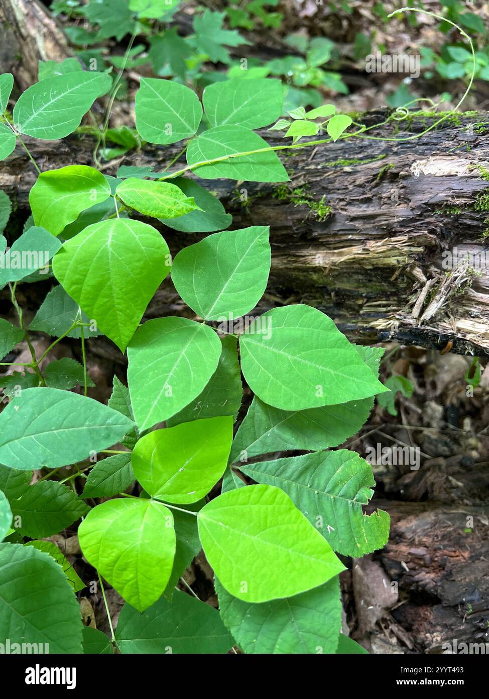 American hog-peanut (Amphicarpaea bracteata Stock Photo - Alamy