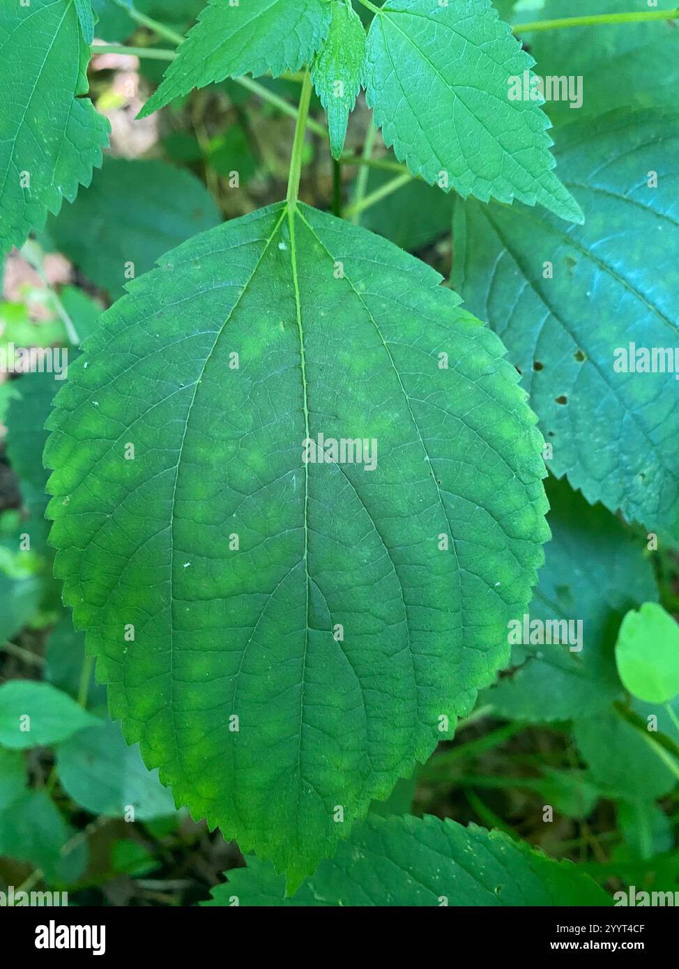 false nettle (Boehmeria cylindrica Stock Photo - Alamy