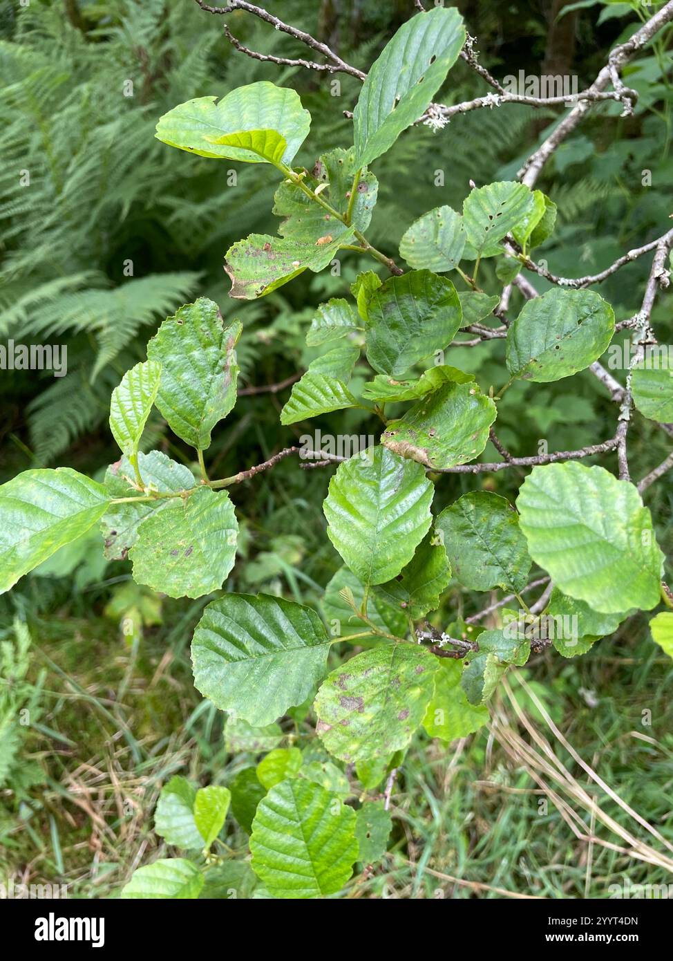 common alder (Alnus glutinosa Stock Photo - Alamy