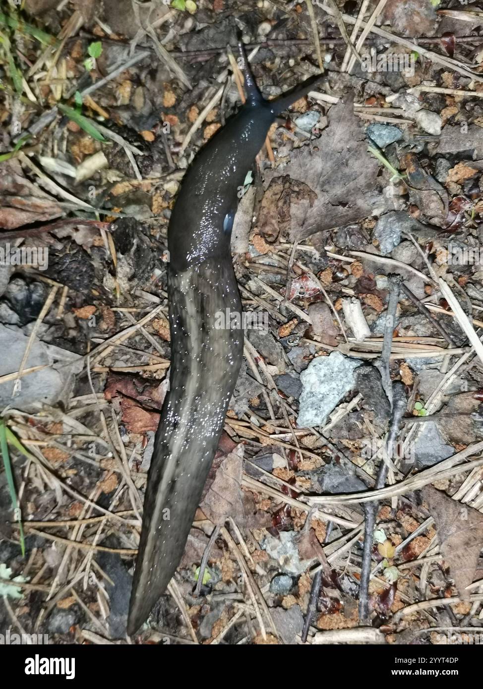 Ash-black Slug (Limax cinereoniger Stock Photo - Alamy