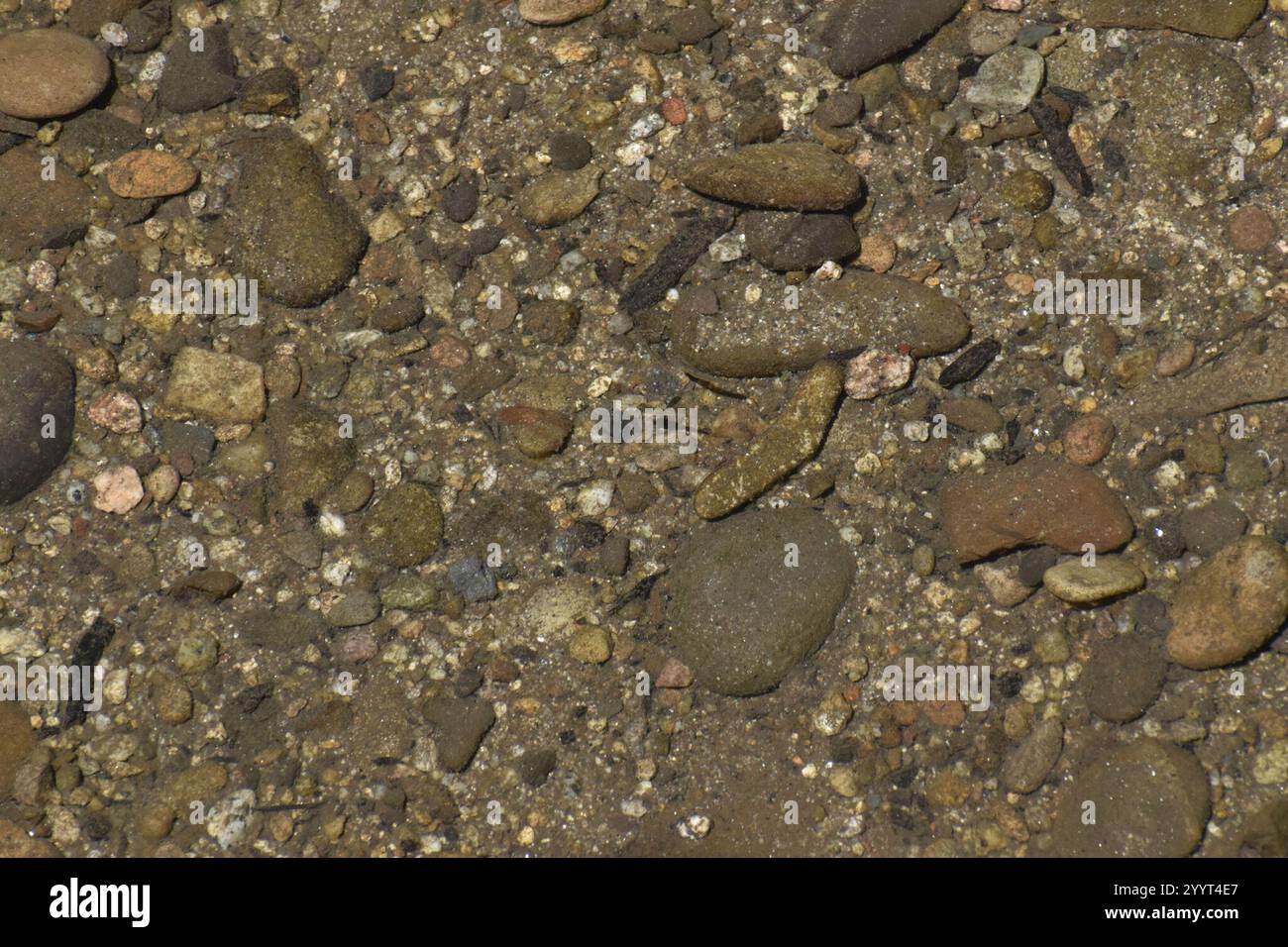 Ray-finned Fishes (Actinopterygii Stock Photo - Alamy