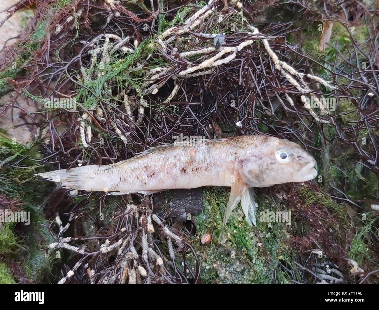 Round Goby (Neogobius melanostomus Stock Photo - Alamy