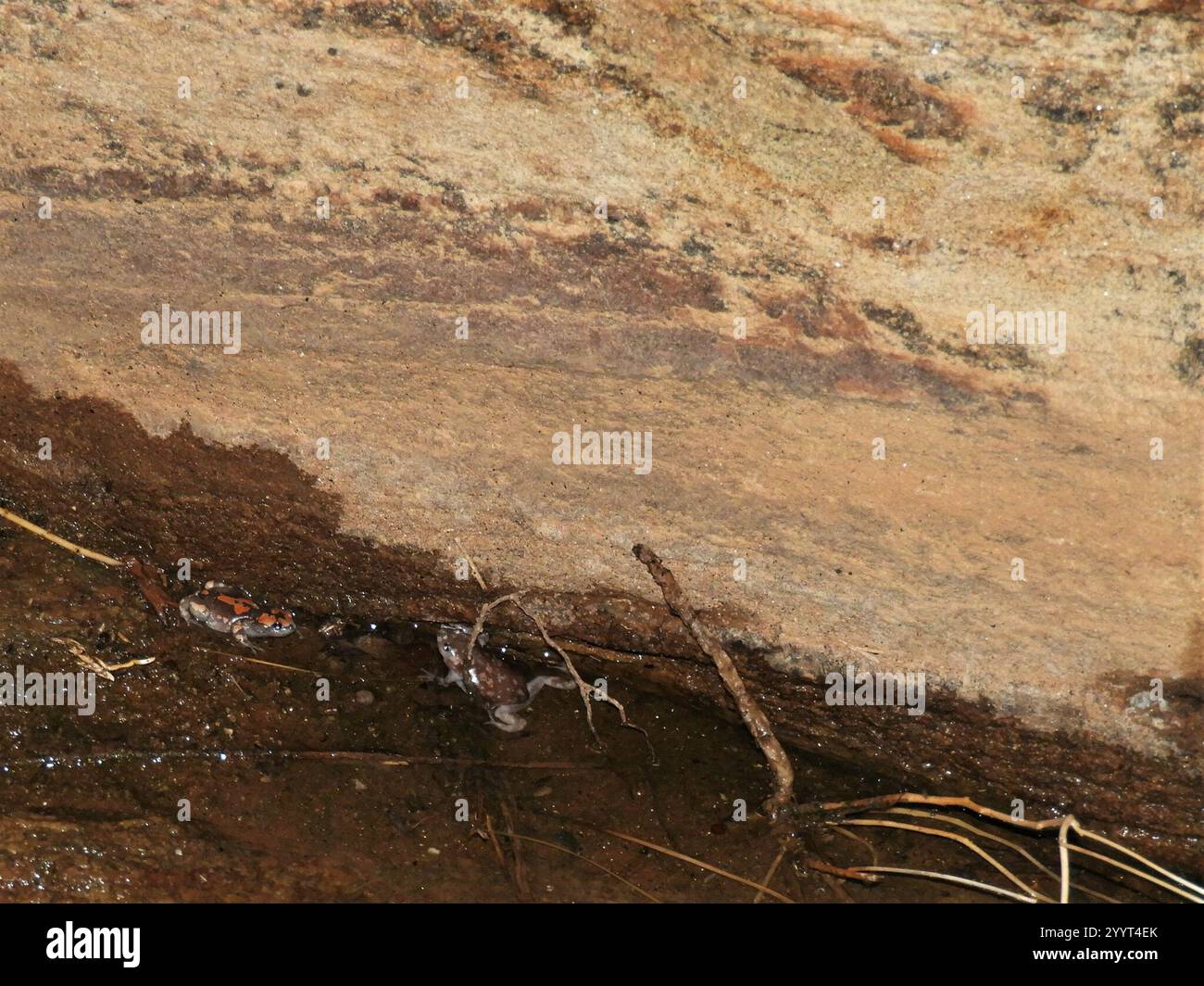 Marbled rubber frog (Phrynomantis annectens Stock Photo - Alamy