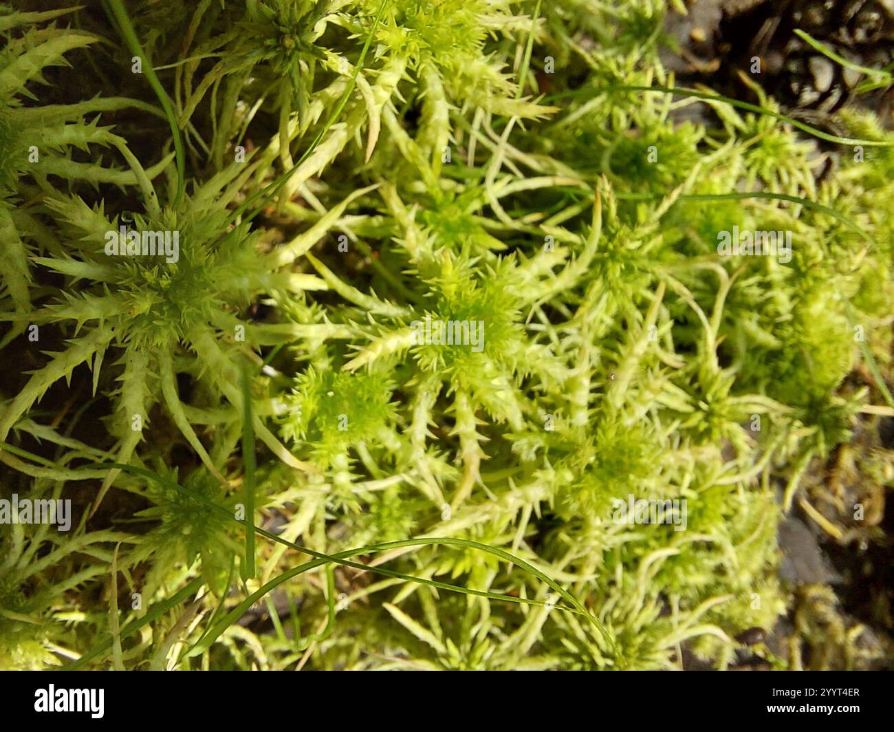 Sphagnum mosses (Sphagnum Stock Photo - Alamy