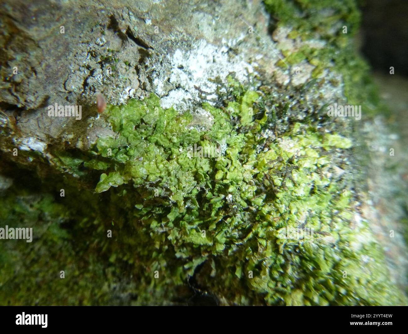 Flat-leaved Scalewort (Radula complanata Stock Photo - Alamy
