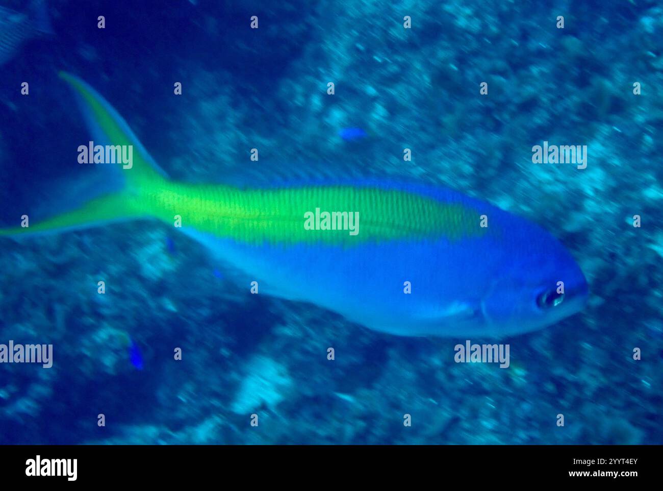 Yellowtail False Fusilier (Paracaesio xanthurus Stock Photo - Alamy