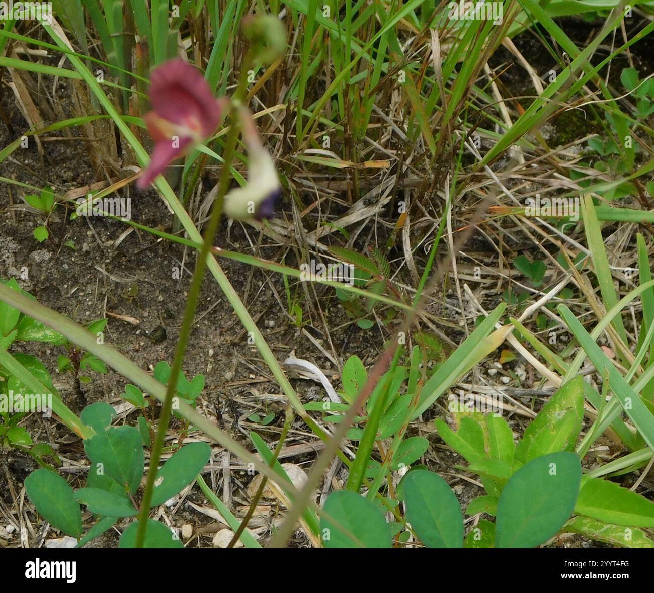Phasey Bean (Macroptilium lathyroides Stock Photo - Alamy