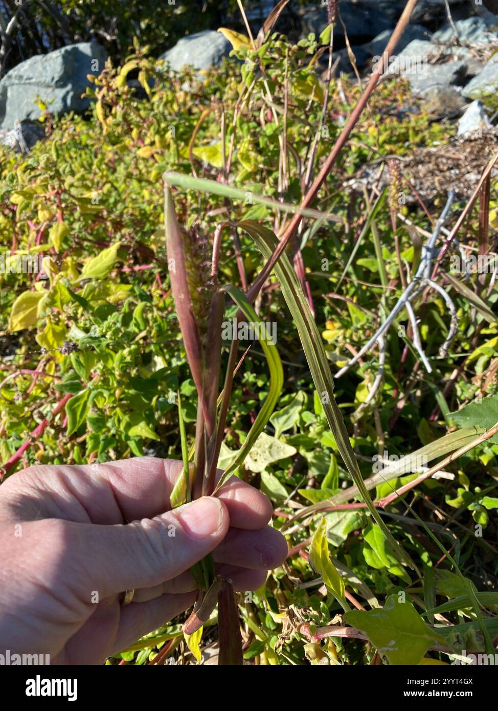 Southern Sandbur (Cenchrus echinatus Stock Photo - Alamy