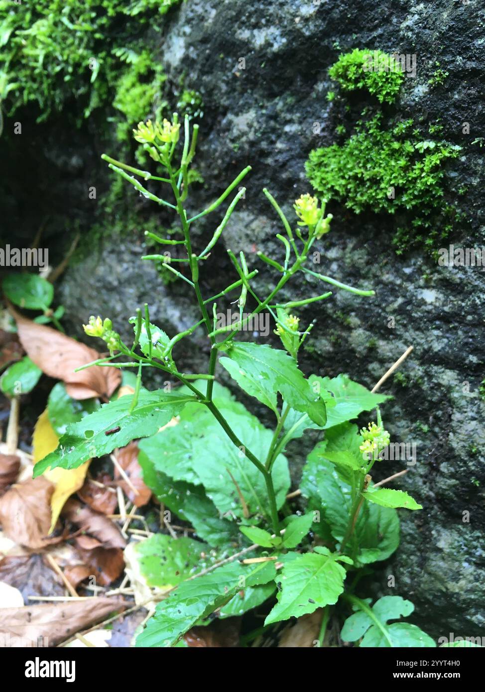 Diverse-leaf Yellowcress (Rorippa indica Stock Photo - Alamy
