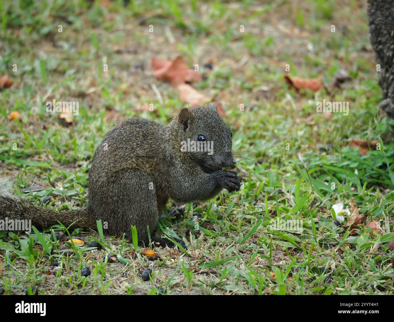 Taiwan Squirrel (Callosciurus erythraeus thaiwanensis Stock Photo - Alamy