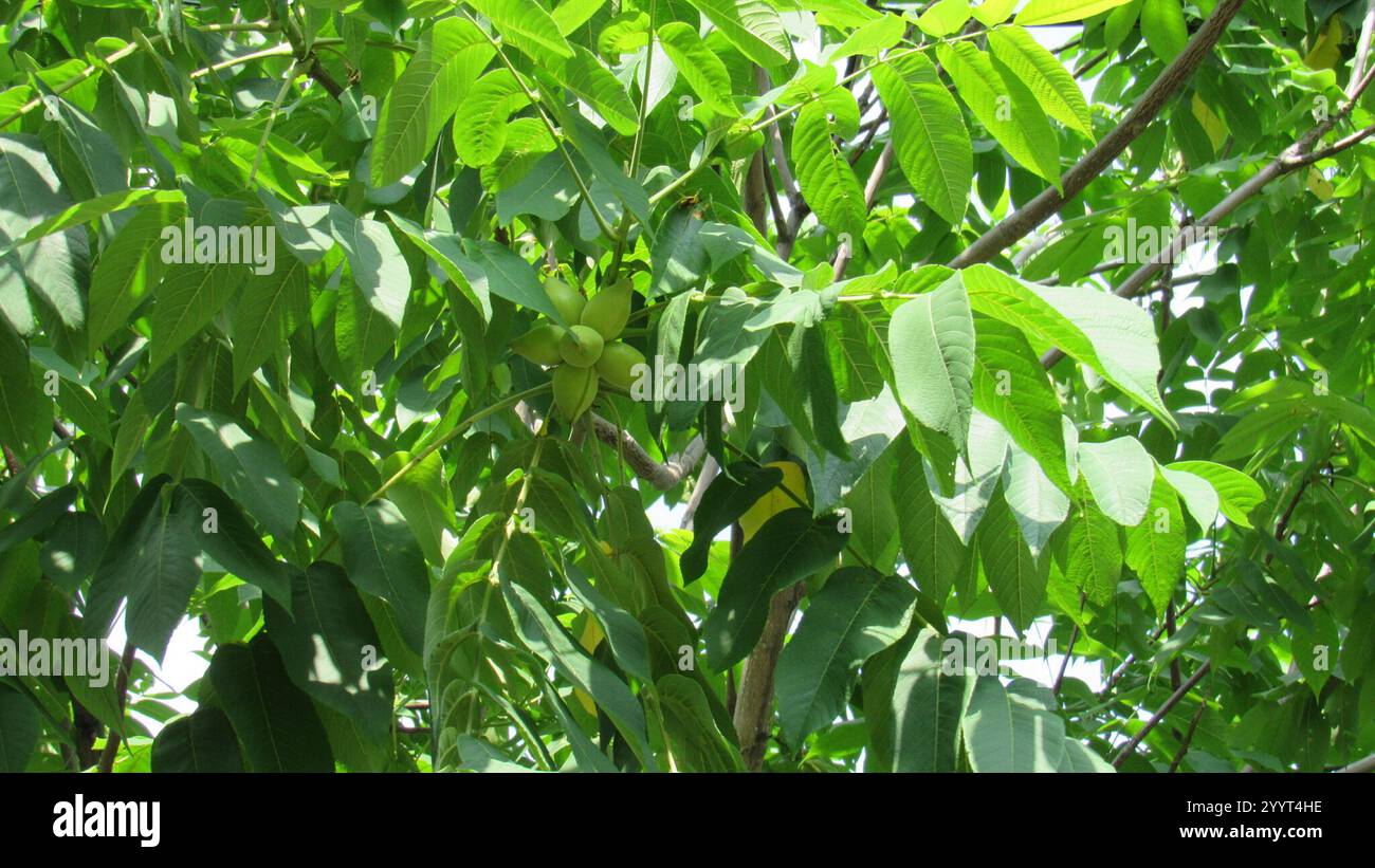 Manchurian walnut (Juglans mandshurica Stock Photo - Alamy