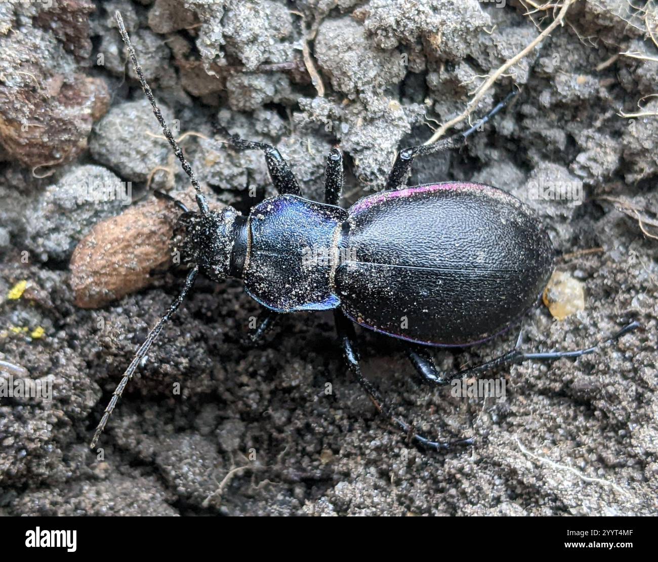 Violet ground beetle (Carabus violaceus Stock Photo - Alamy