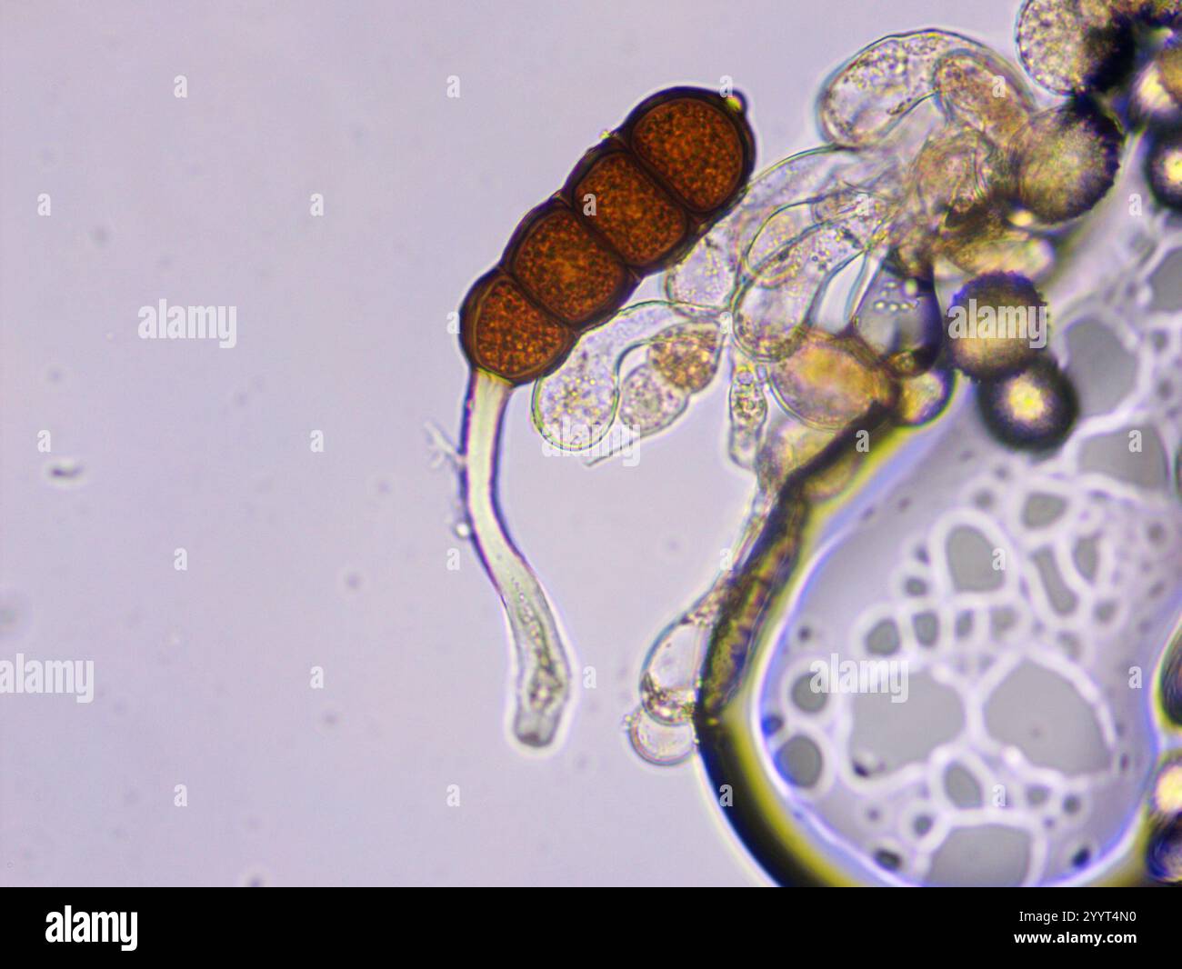 Phragmidium violaceum phragmidium violaceum hi-res stock photography ...