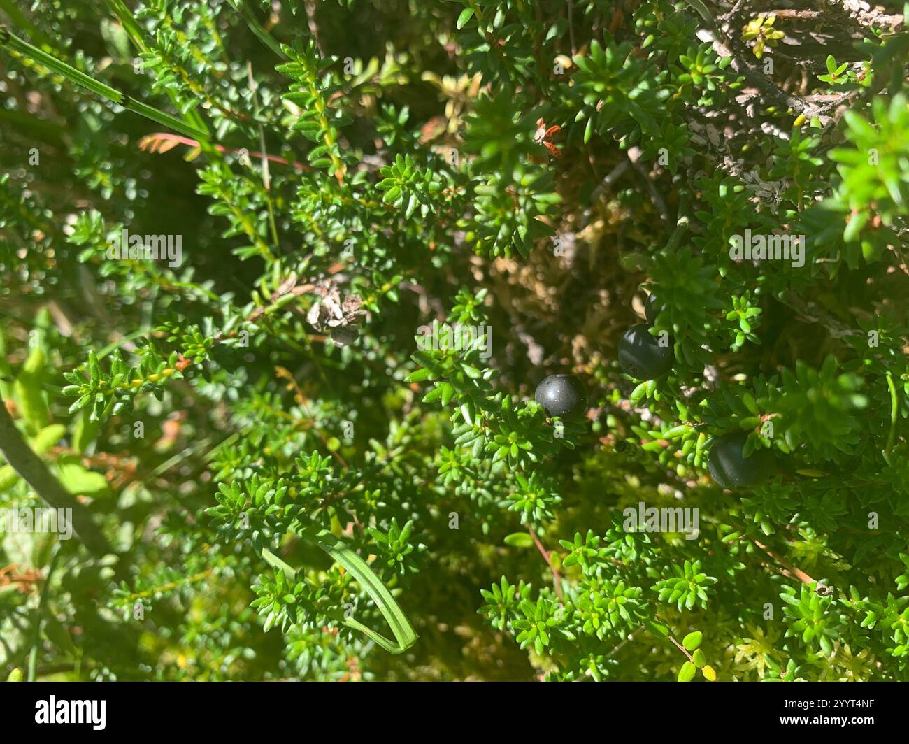black crowberry (Empetrum nigrum Stock Photo - Alamy