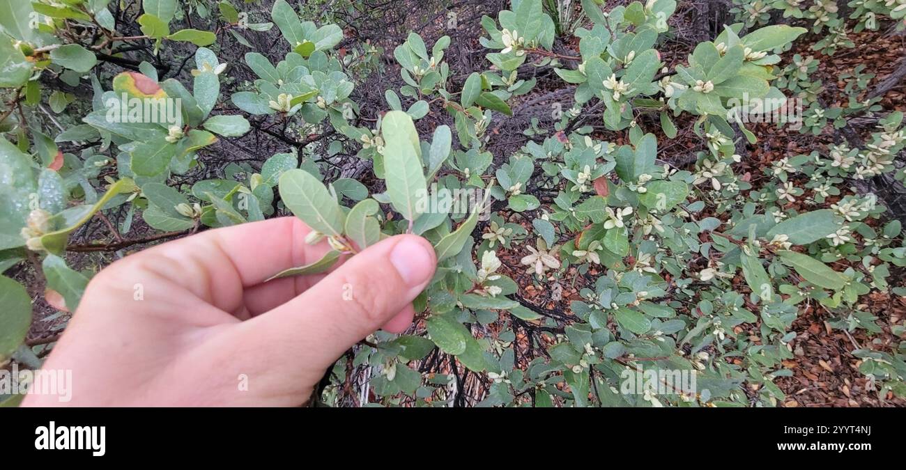 Engelmann oak (Quercus engelmannii Stock Photo - Alamy