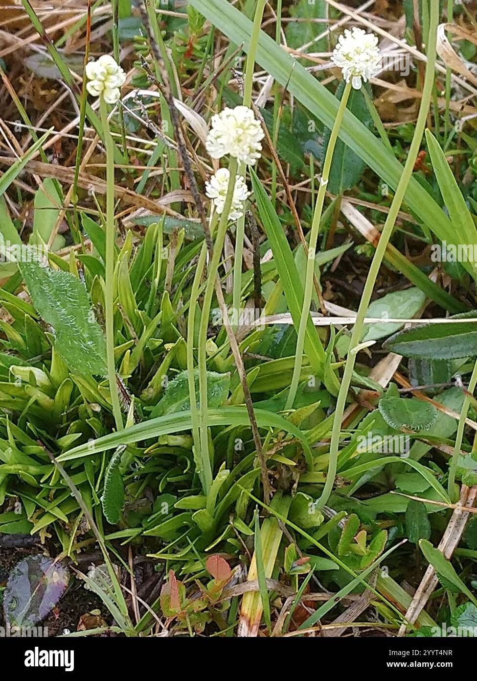 Scottish Asphodel (Tofieldia pusilla Stock Photo - Alamy