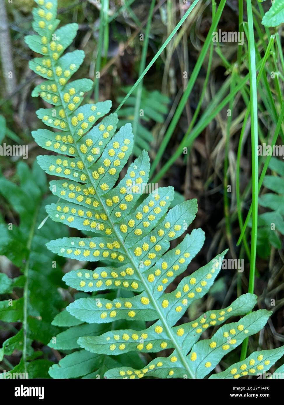 common polypody (Polypodium vulgare Stock Photo - Alamy