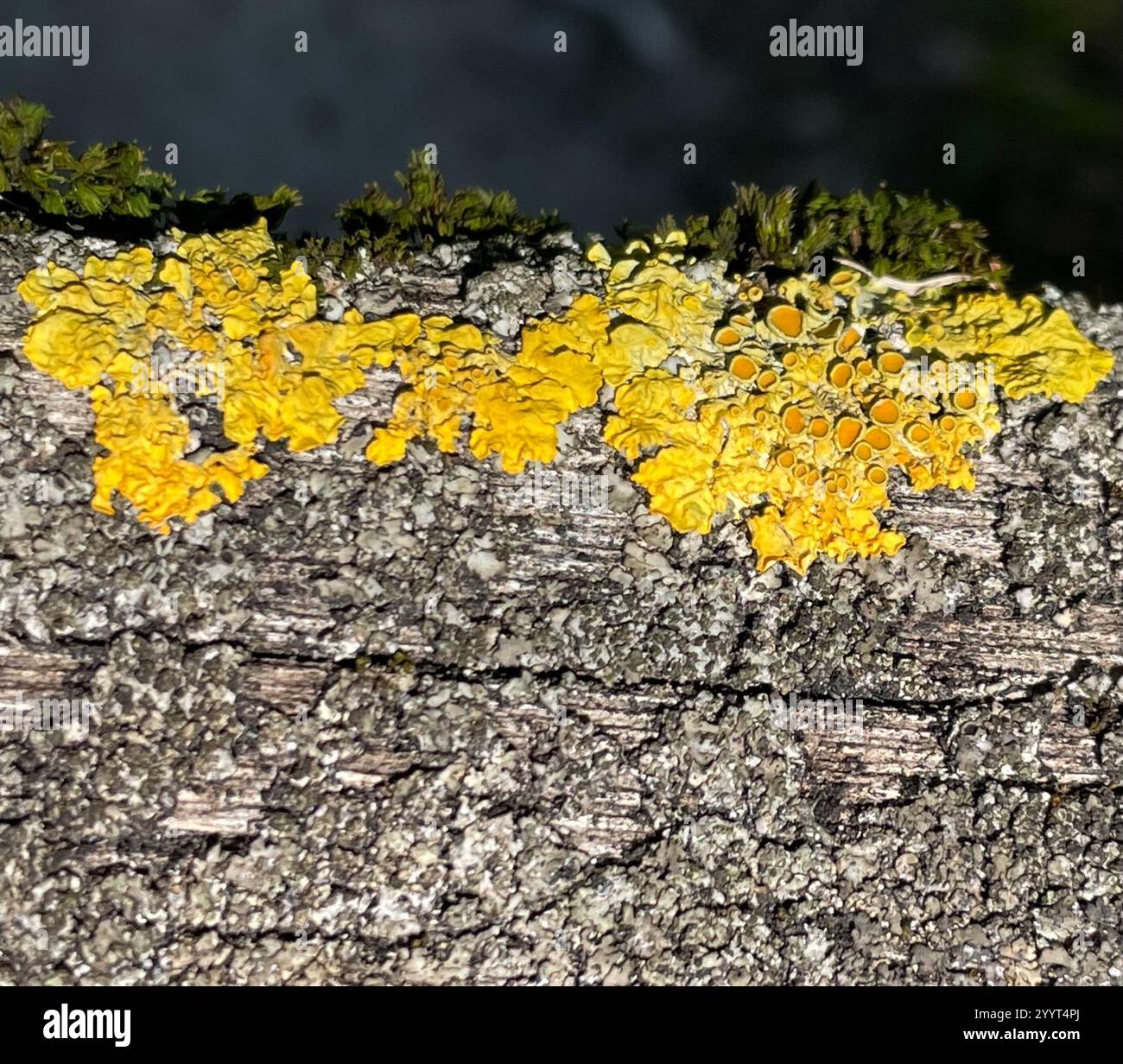Common Sunburst Lichen (Xanthoria parietina Stock Photo - Alamy
