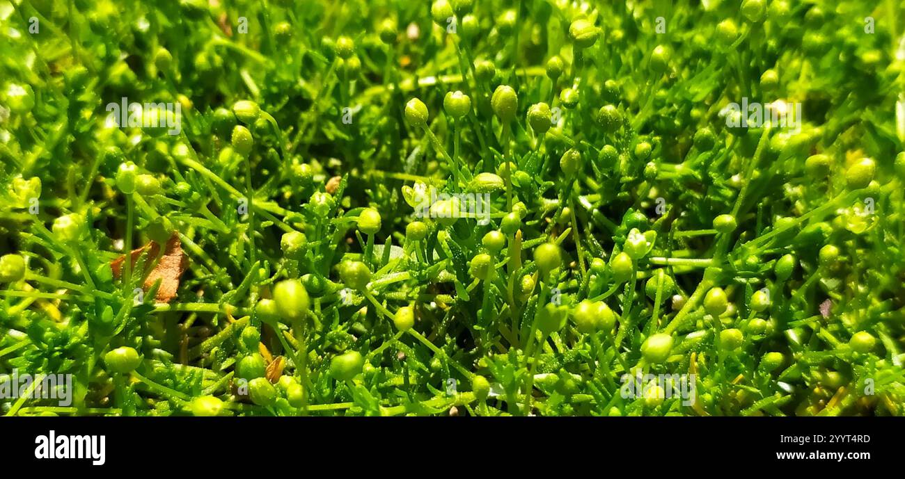 Procumbent Pearlwort (Sagina procumbens Stock Photo - Alamy