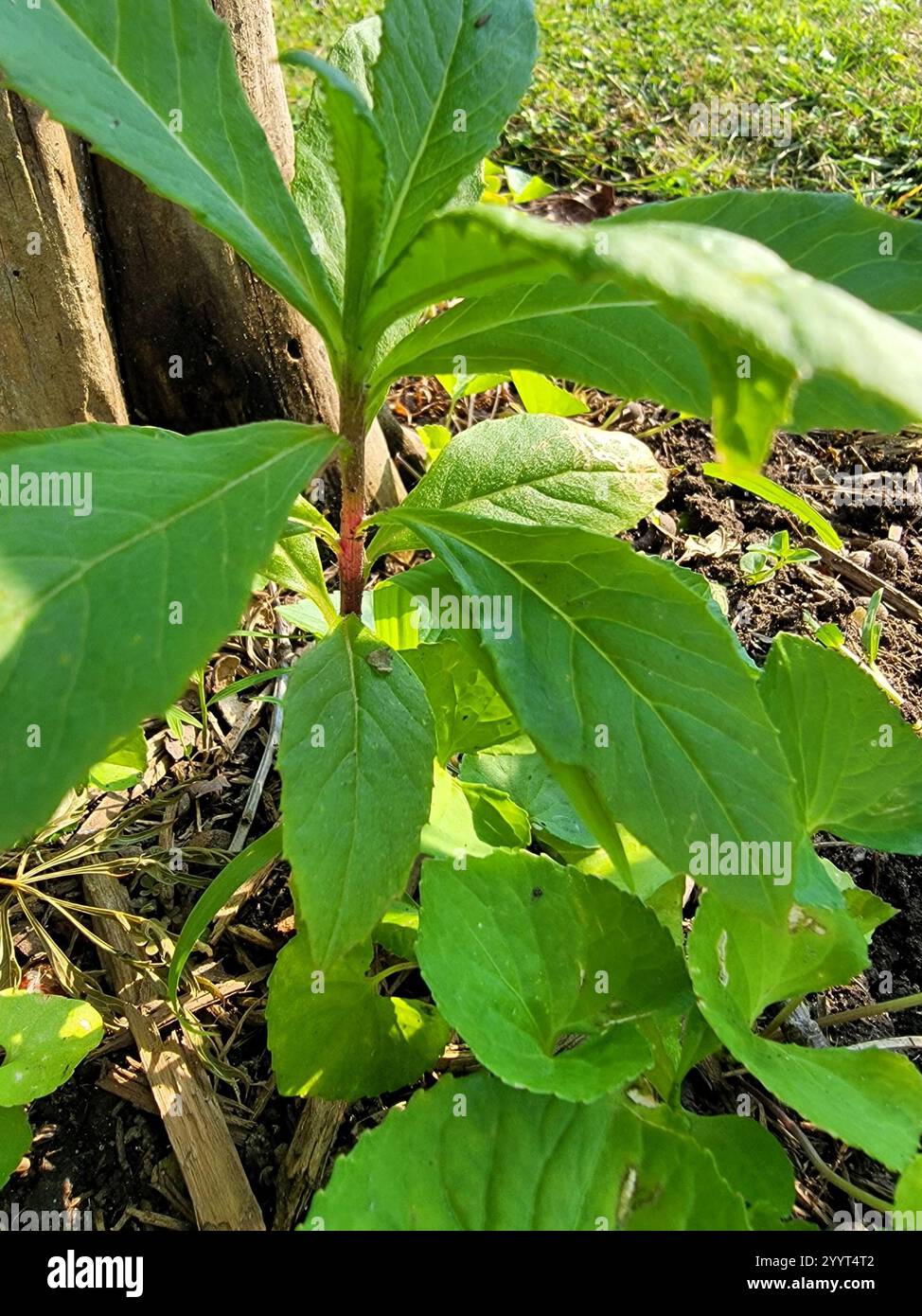 American burnweed (Erechtites hieraciifolius Stock Photo - Alamy