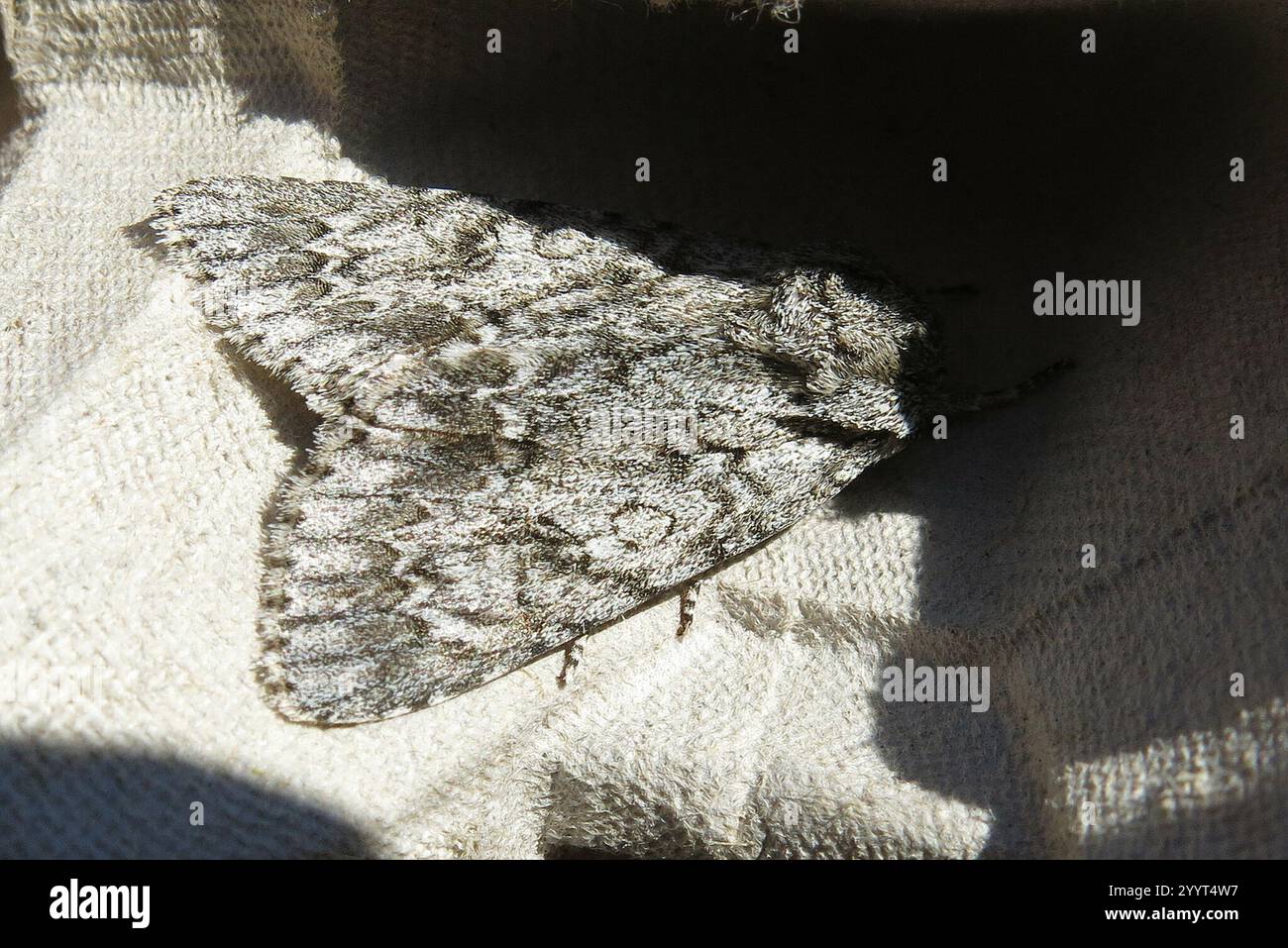 Sycamore Moth (Acronicta aceris Stock Photo - Alamy