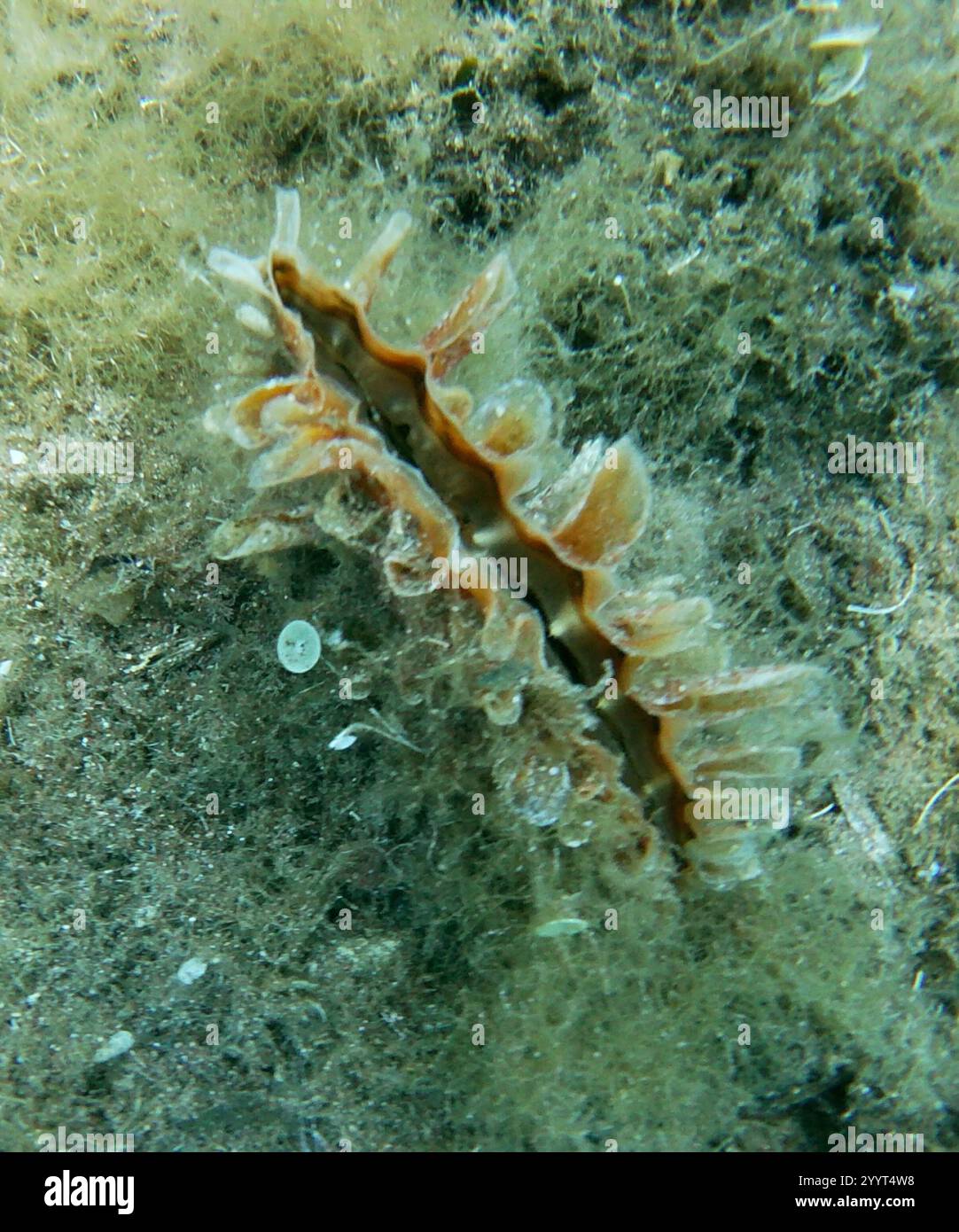 Spiny Fan Mussel (Pinna rudis Stock Photo - Alamy