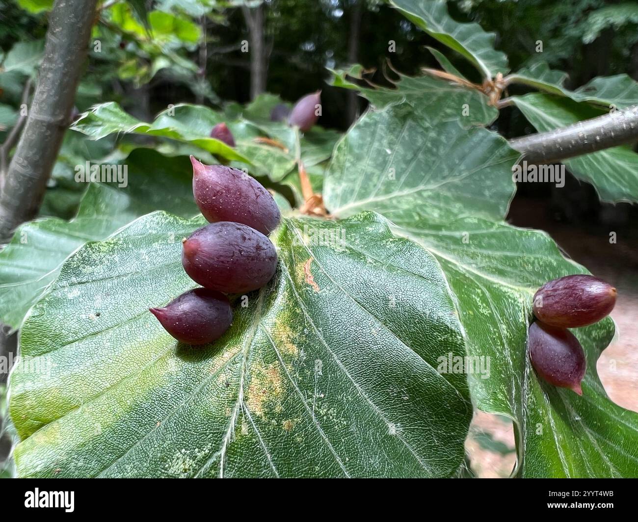 Beech Gall Midge (Mikiola fagi Stock Photo - Alamy