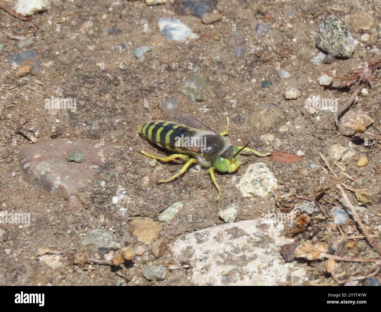 American Sand Wasp (Bembix americana Stock Photo - Alamy