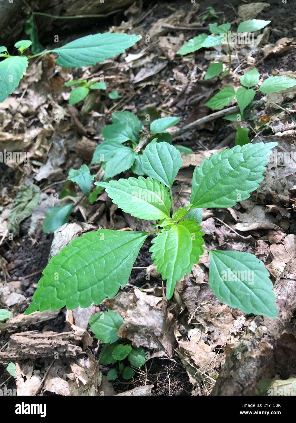 Canada clearweed (Pilea pumila Stock Photo - Alamy