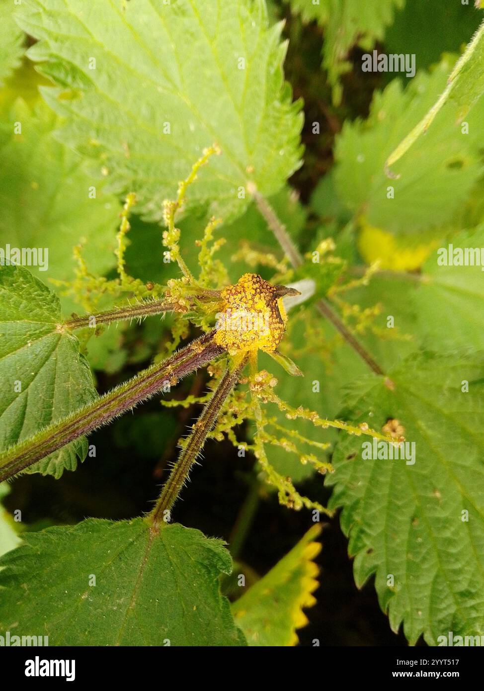 Nettle Clustercup Rust fungus (Puccinia urticata Stock Photo - Alamy