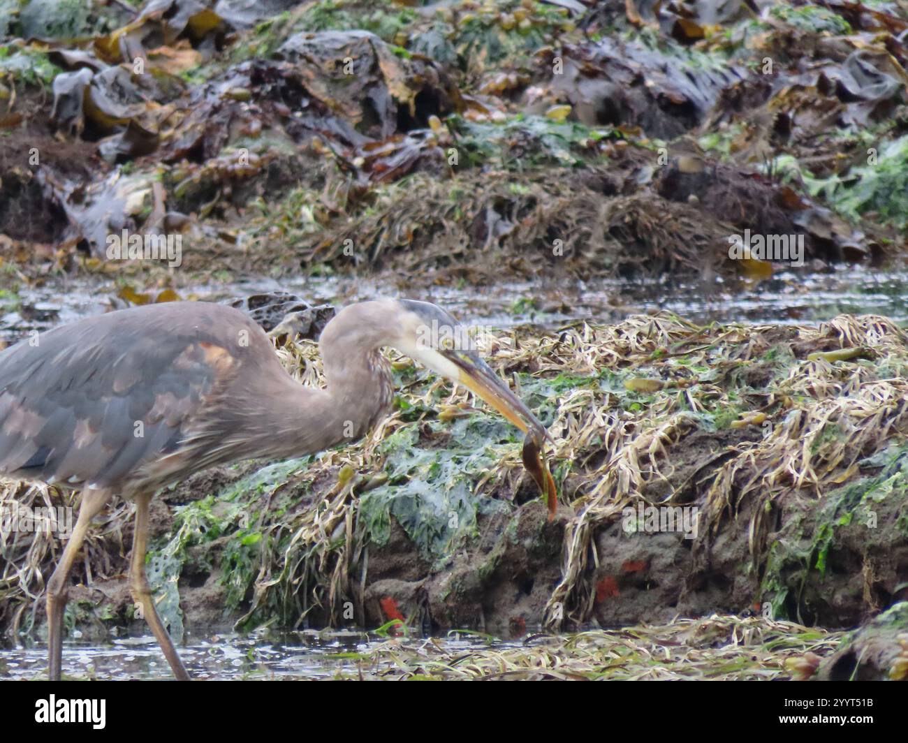 Pholidae hi-res stock photography and images - Alamy