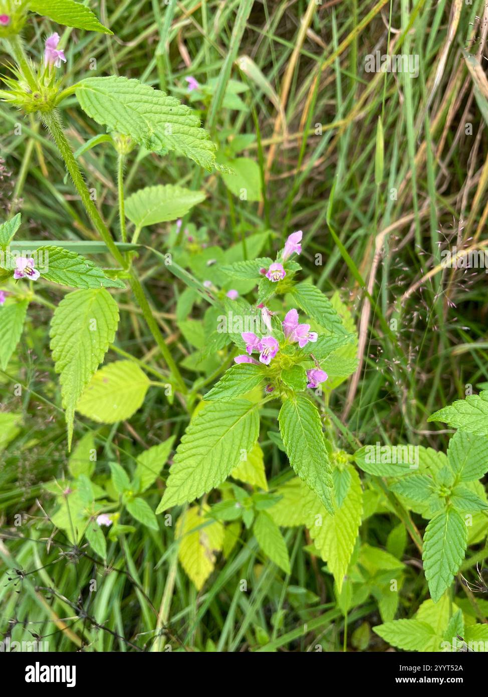 Common hemp-nettle (Galeopsis tetrahit Stock Photo - Alamy