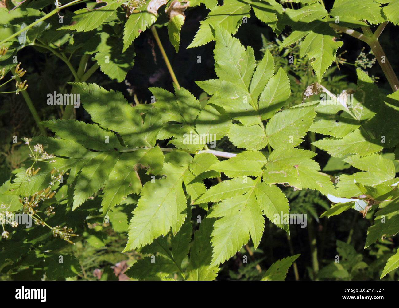 purple-stemmed angelica (Angelica atropurpurea Stock Photo - Alamy