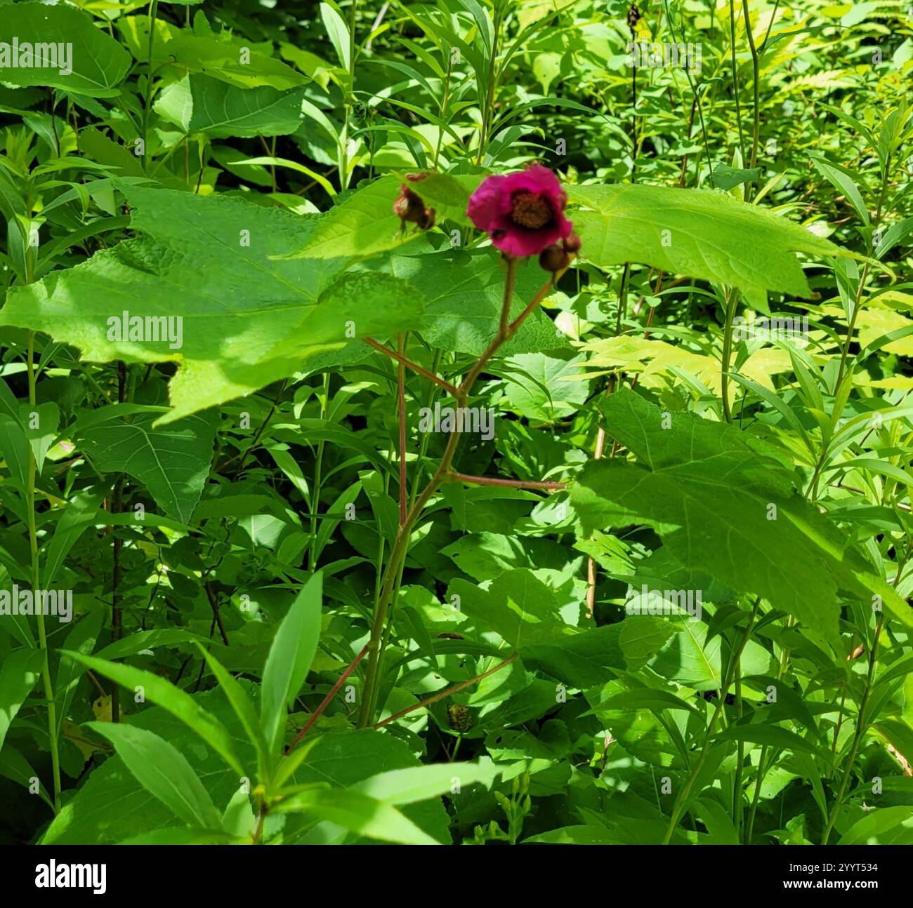 Purple flowered raspberry hi-res stock photography and images - Alamy
