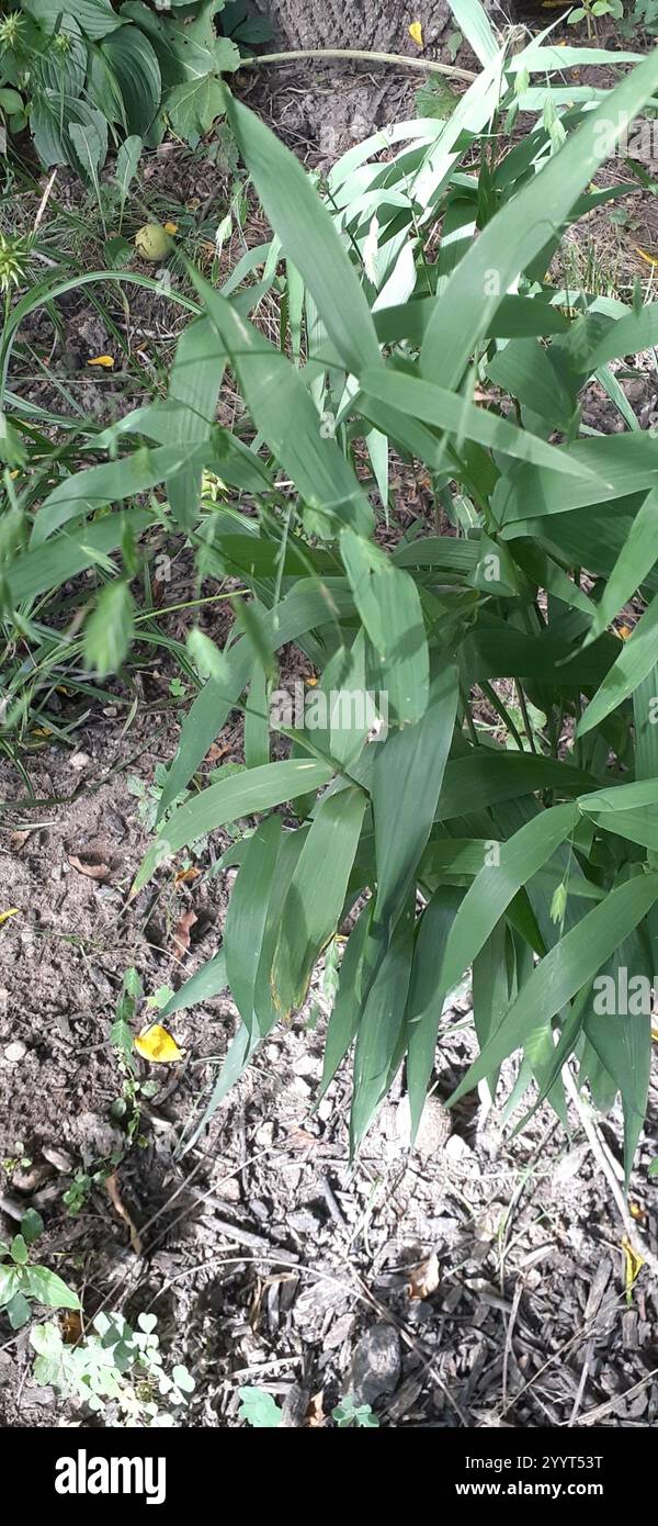 inland wood oats (Chasmanthium latifolium Stock Photo - Alamy
