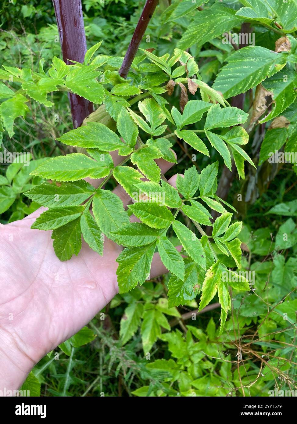 purple-stemmed angelica (Angelica atropurpurea Stock Photo - Alamy