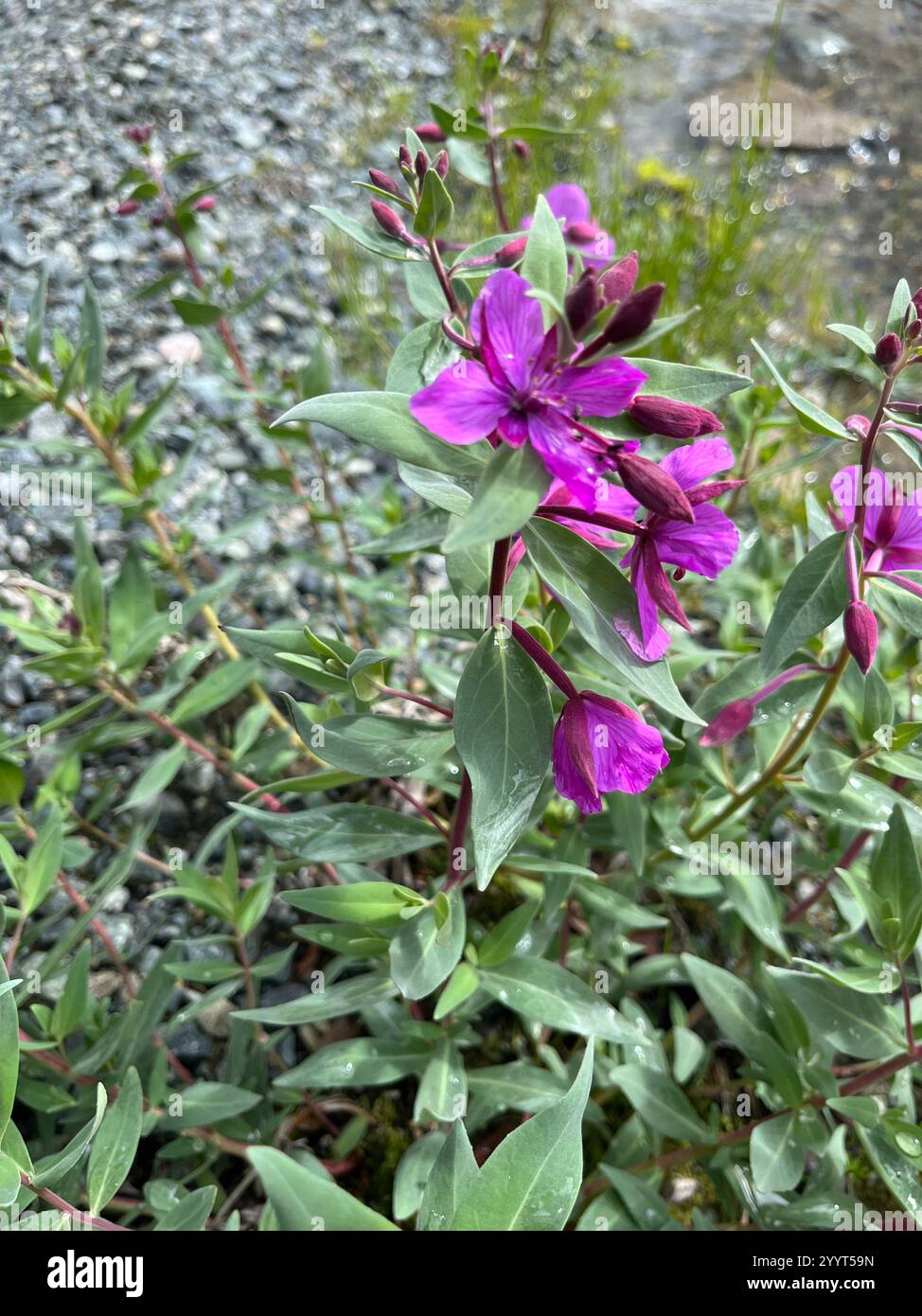 Dwarf Fireweed (Chamaenerion latifolium Stock Photo - Alamy