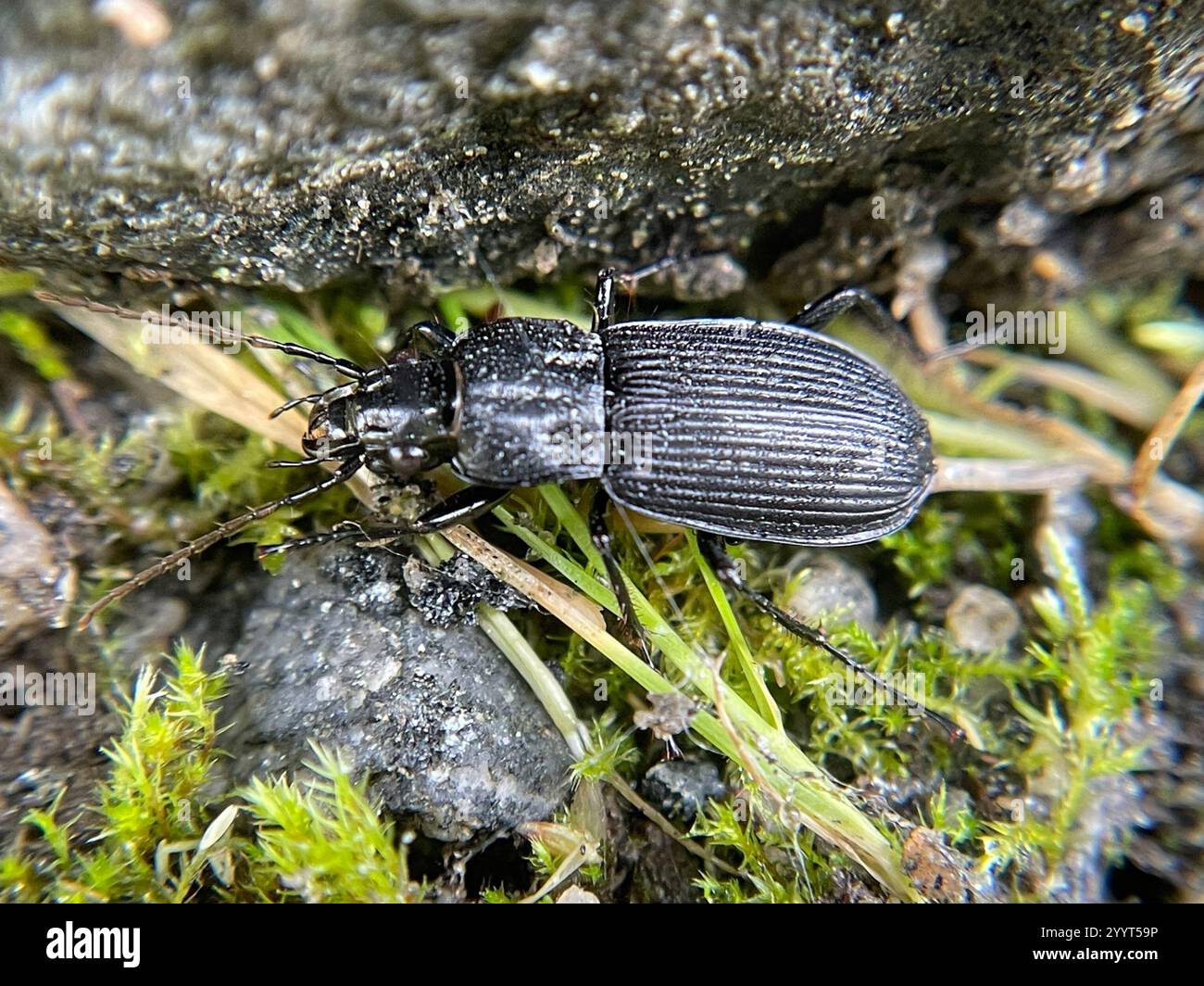 Blackclock Ground Beetles (Pterostichus Stock Photo - Alamy