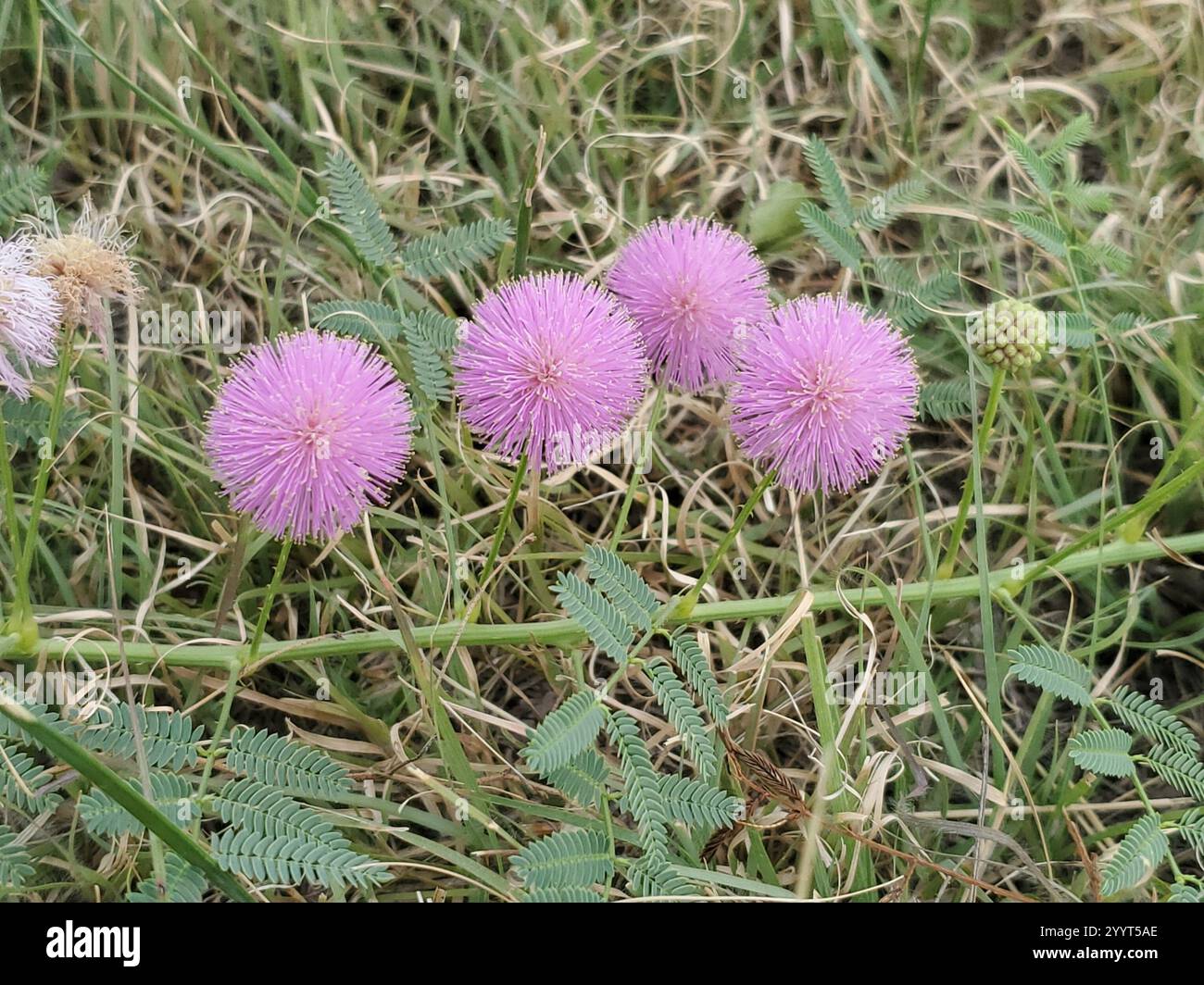 Mimosa nuttallii hi-res stock photography and images - Alamy