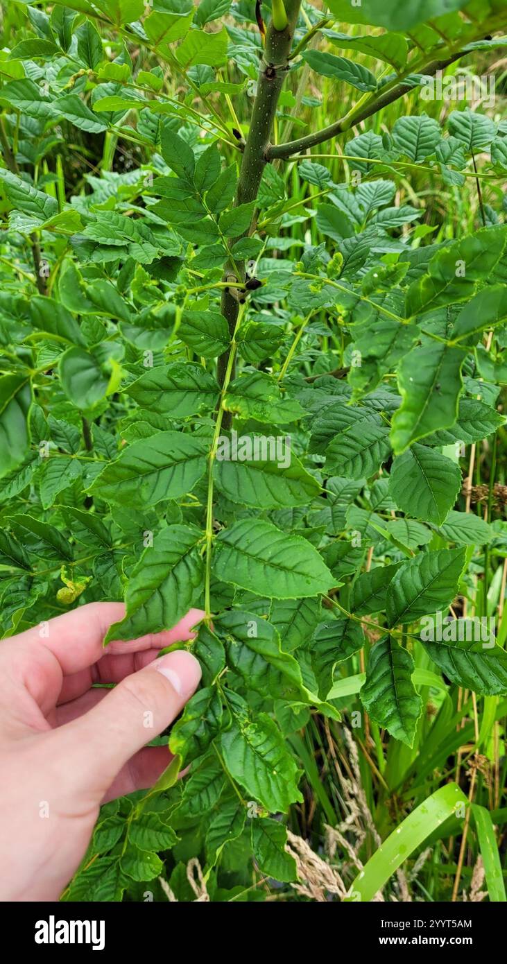 European ash (Fraxinus excelsior Stock Photo - Alamy