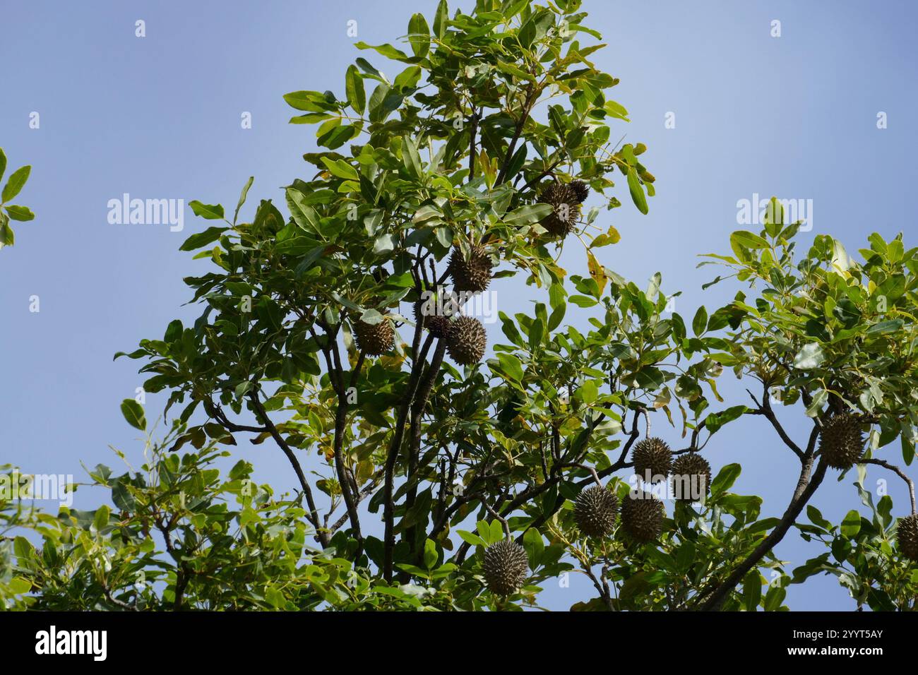 Flindersia hi-res stock photography and images - Alamy