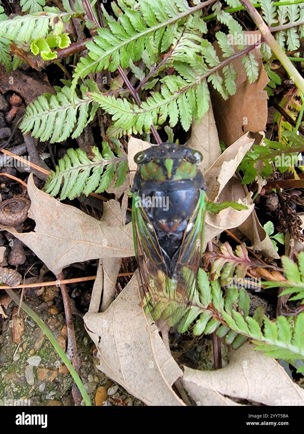 Common Swamp Cicada (Neotibicen tibicen tibicen Stock Photo - Alamy