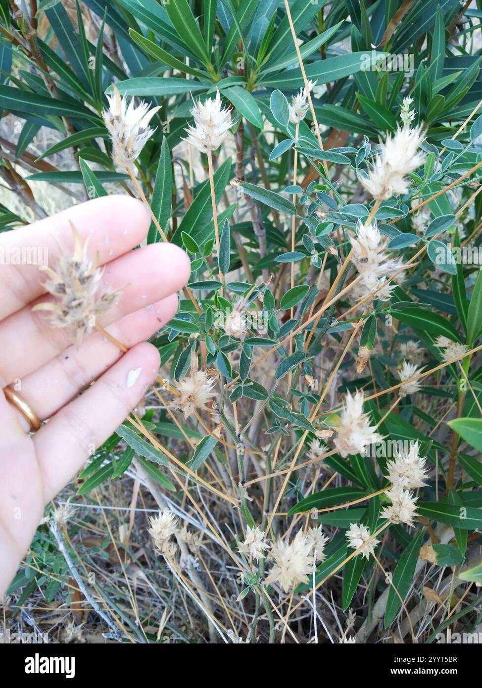 arabian pea (Bituminaria bituminosa Stock Photo - Alamy